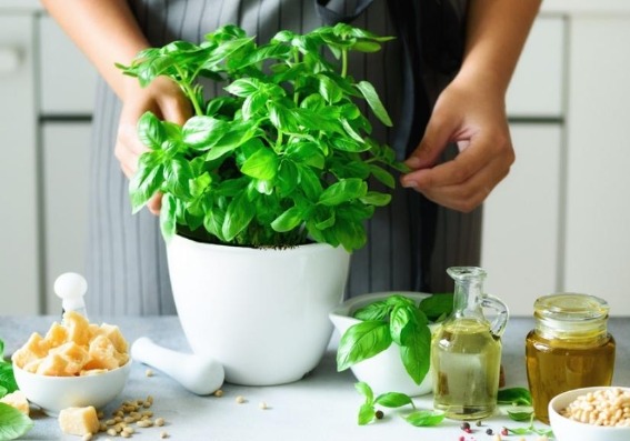 Albahaca: la hierba culinaria italiana por excelencia