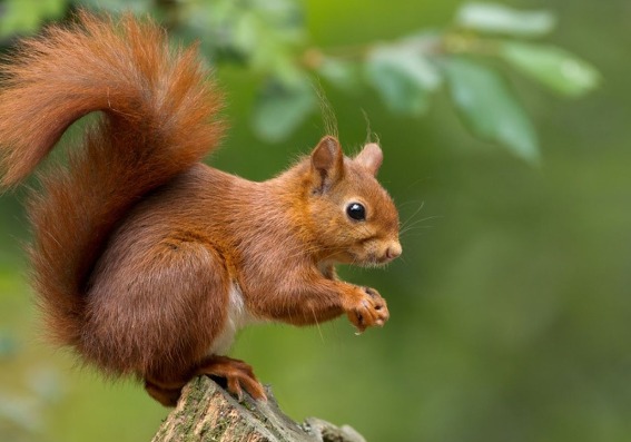 Mecanismos en los animales para sobrevivir al invierno