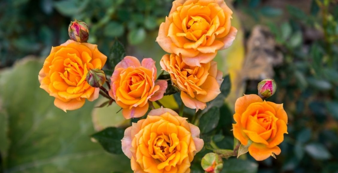 Cómo cuidar un rosal de manera exitosa