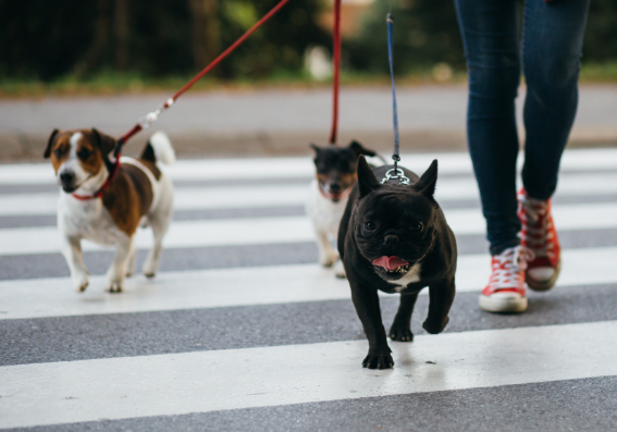 Cómo elegir a un paseador de perro
