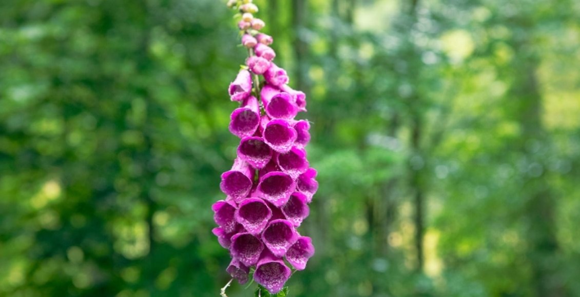 La flor digital tiene increíbles beneficios para su corazón