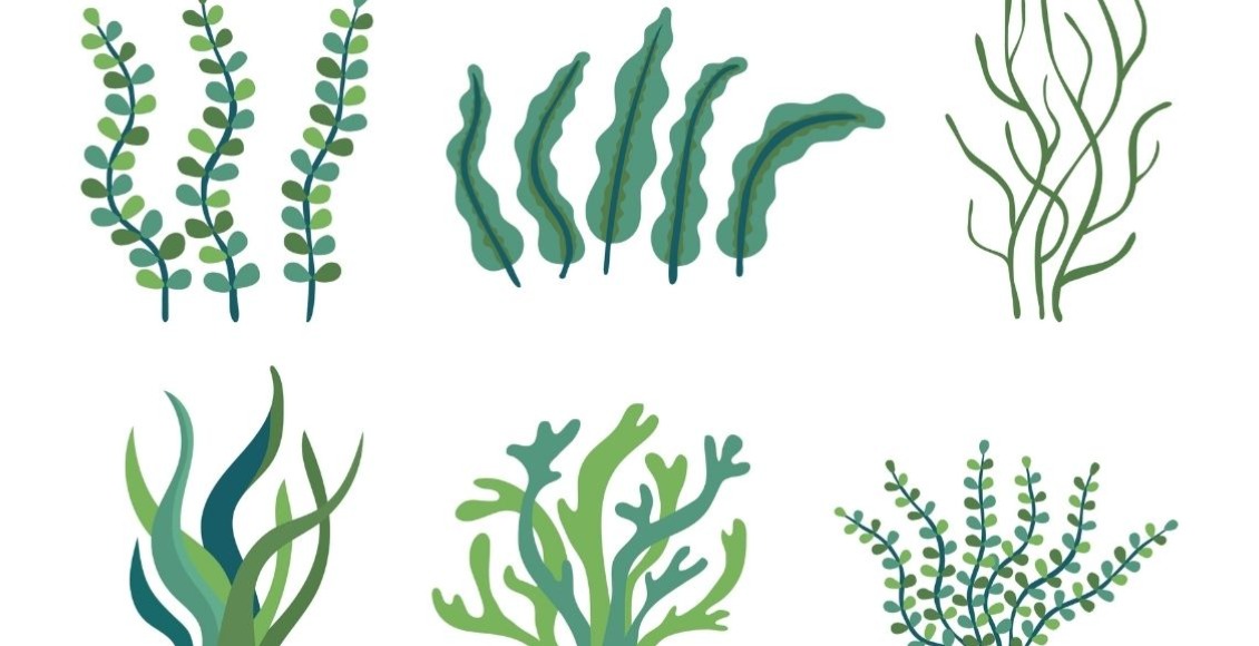 Hierba mala nunca muere