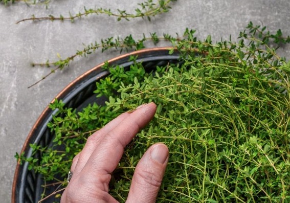 Tomillo: todo en uno