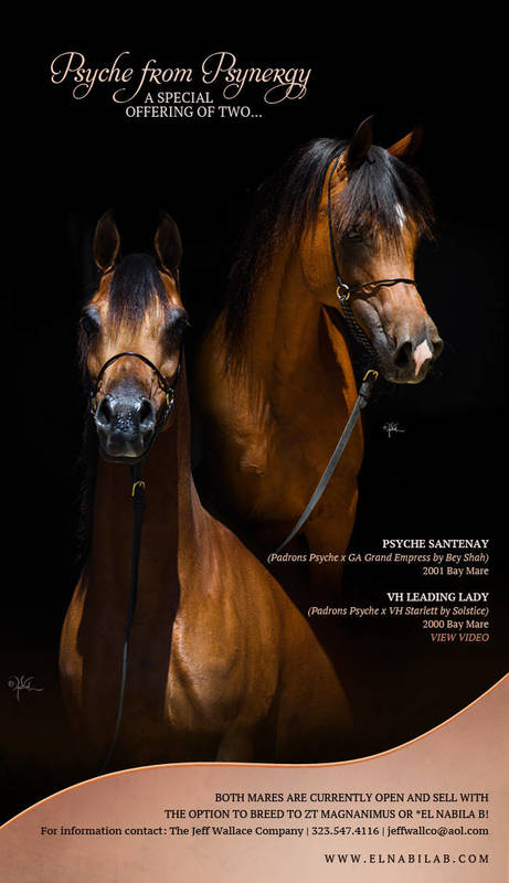 Psyche from Psynergy :: Psynergy Enterprise Developments, LLC