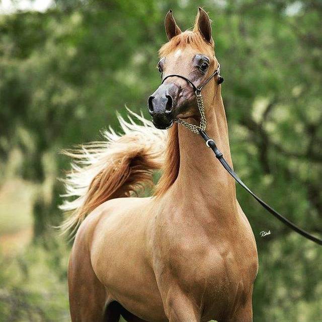 TS Prince el Khidam :: Royal Arabians