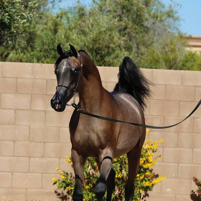 2020 Arabian National Breeders Finals Results :: Royal Arabians