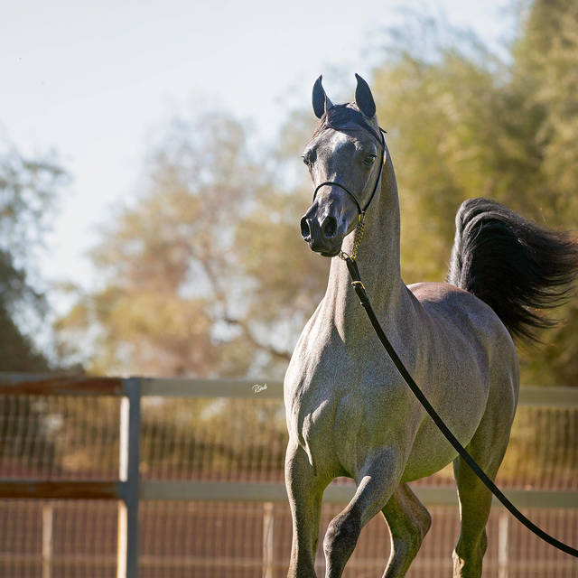 Raya Sunshine :: Royal Arabians