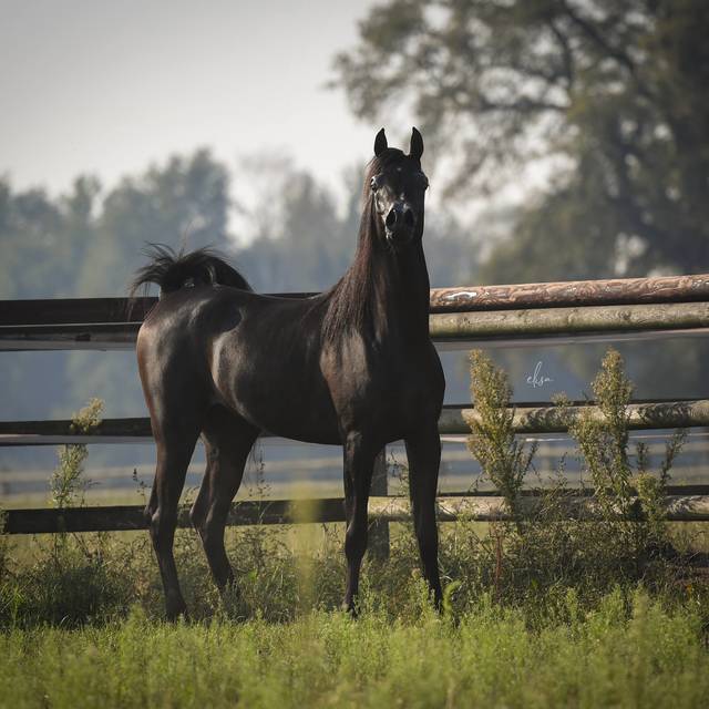 AJ YAS :: Royal Arabians