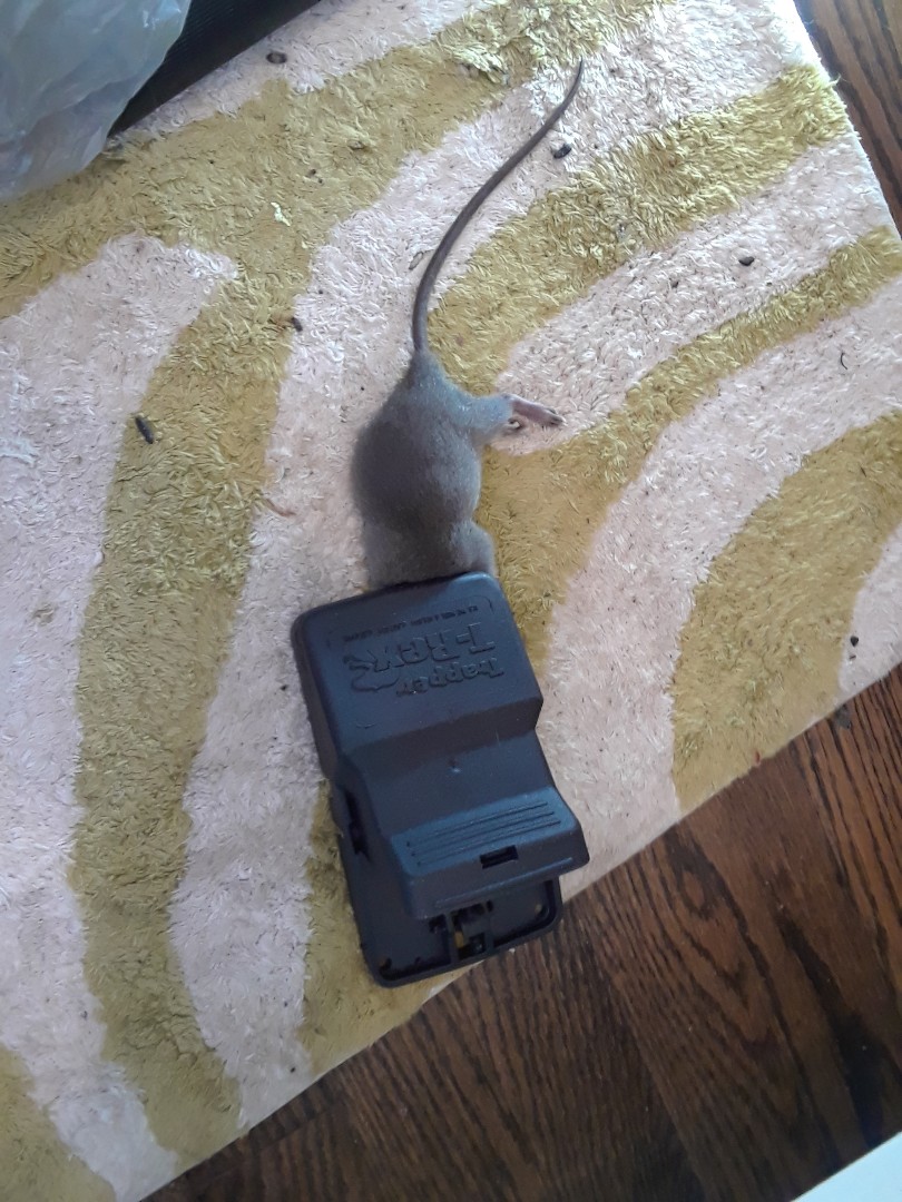 Tyler Pest Control & Termite Control Services | Free Estimates