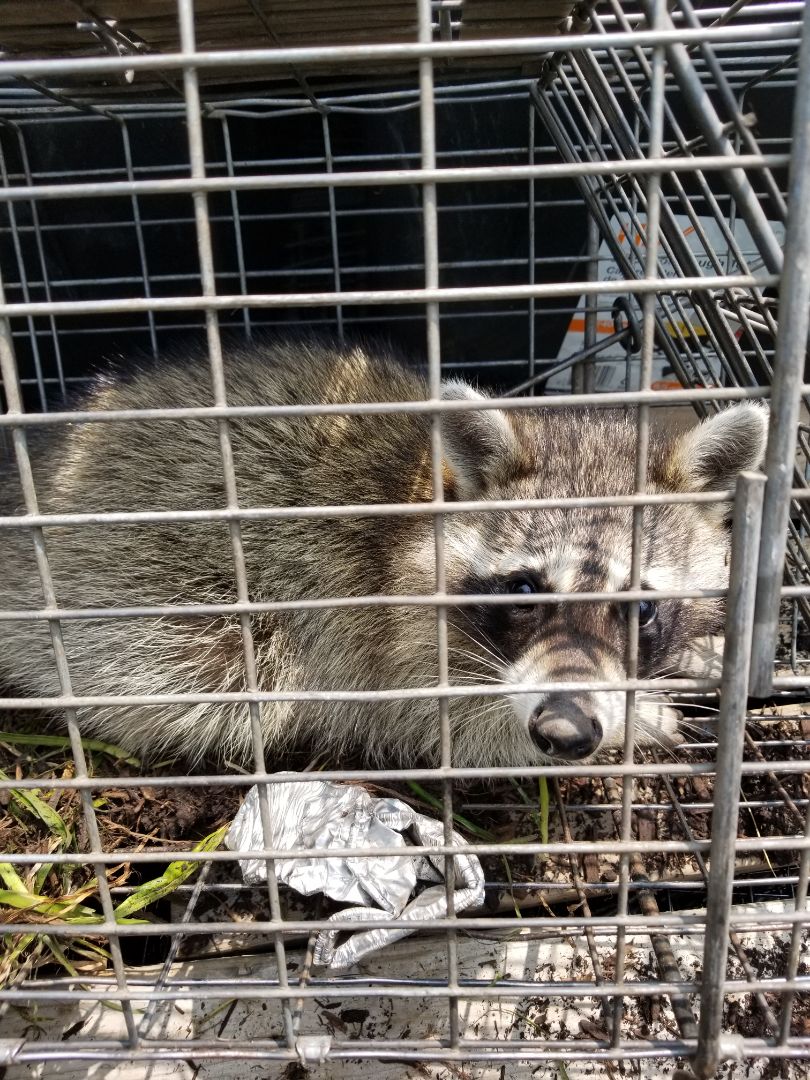 Batavia Illinois Raccoon And Skunk Removal - Nuisance Wildlife Control ...