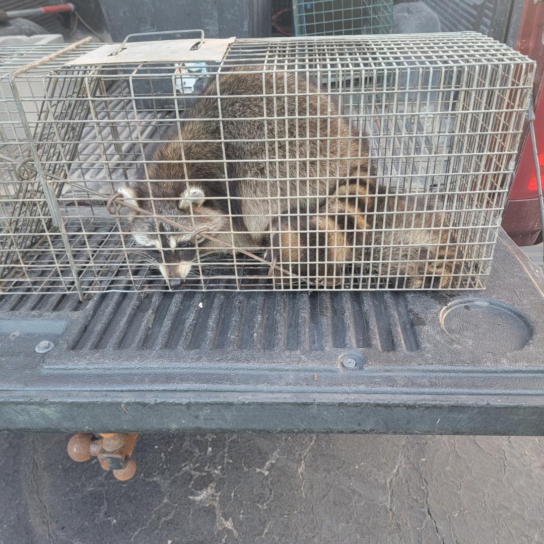 Home - Nuisance Wildlife Control and Removal - Licensed IL Professional ...