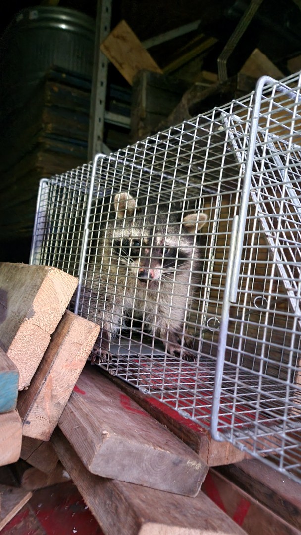 Home - Nuisance Wildlife Control and Removal - Licensed IL Professional ...