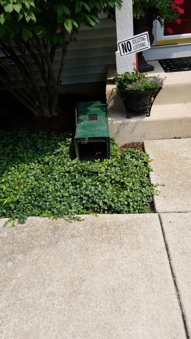 West Chicago Illinois Raccoon And Skunk Removal - Nuisance Wildlife ...