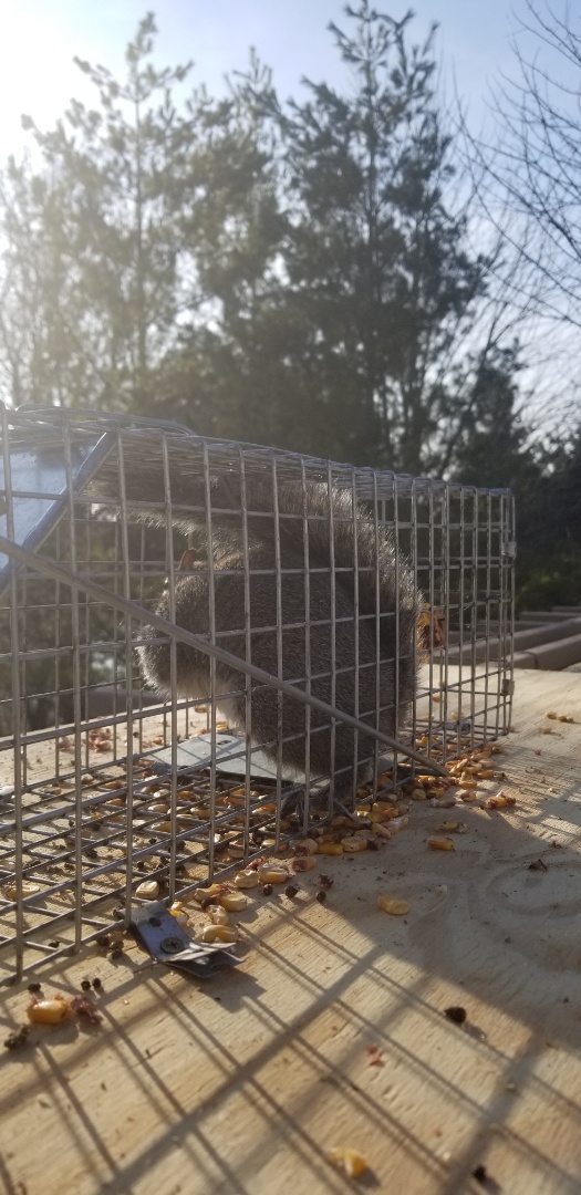 West Chicago Illinois Raccoon And Skunk Removal - Nuisance Wildlife ...