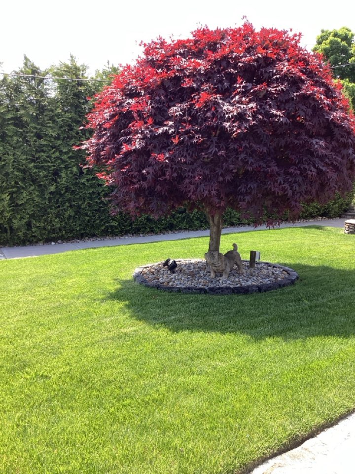 RI Lawn, Weeds & Pest Control Services Program | 4everGreen