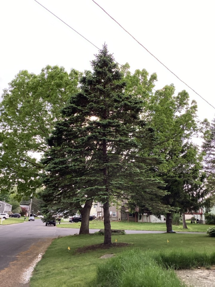 RI Lawn, Weeds & Pest Control Services Program | 4everGreen