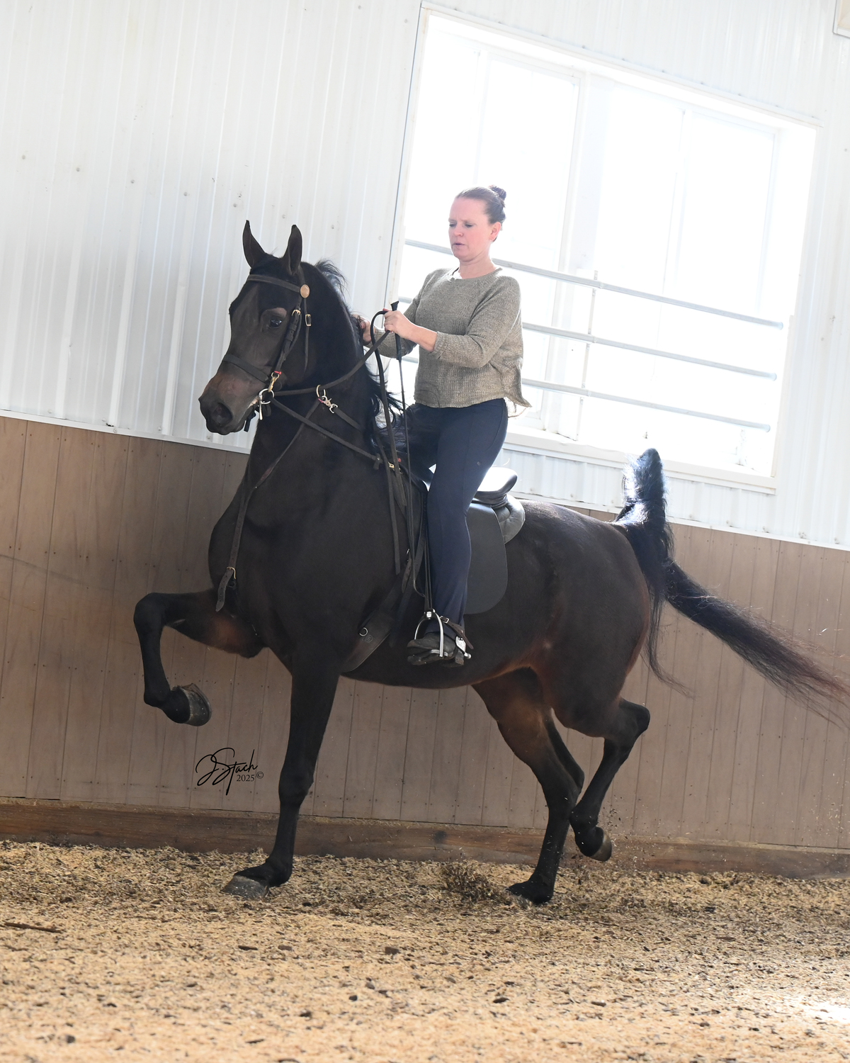 Lite Em Up SOF :: Stachowski Farm, Inc. Arabian Horse Show Training and and breeding barn ...