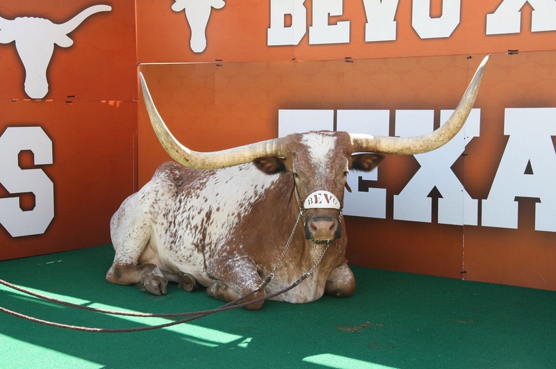 Study Finds Bevo Breed Ancestry Spans the Globe | HornSports Message ...