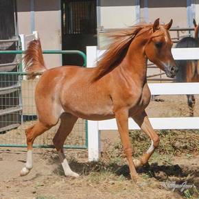 Mares & Fillies :: Travis Training Center