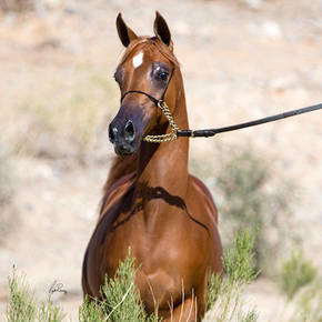 Stallions & Colts :: Travis Training Center