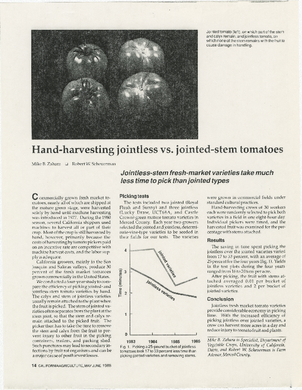 Hand-harvesting jointless vs. jointed-stem tomatoes (copies) — Calisphere