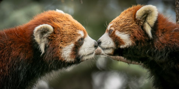 May Writing Prompt: Your favourite animal