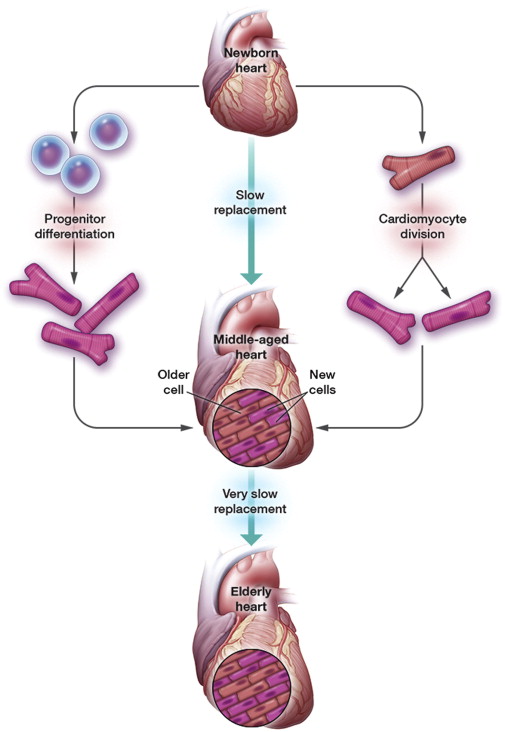 Heart Stem Cell Treatment Heart Disease Adult Stem Cell Therapy Abroad Stem Cell Clinic In