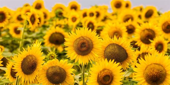 Click here to go to this photo