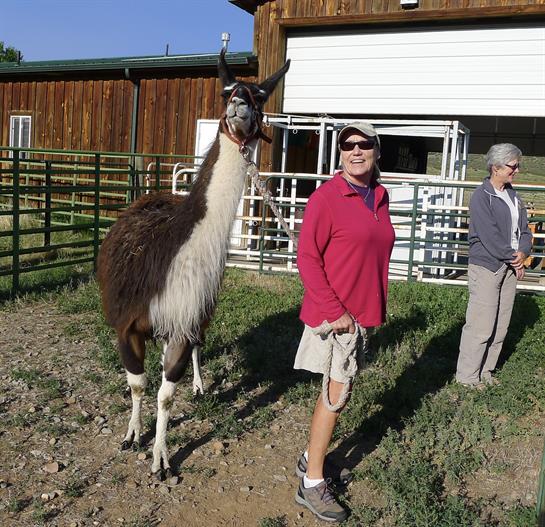 Katie getting ready for a llama backpack.