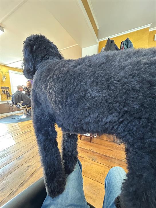 Bode watching his Mama from my Lap