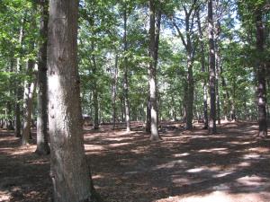 Schiff Scout Reservation