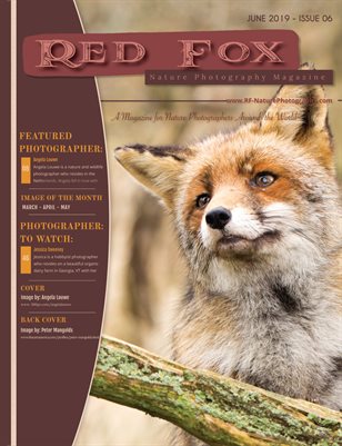 Red Fox NaturePhotog... | Issue 05: Summer 2019 - Red Fox Natu… | MagCloud