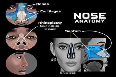 Head and Neck Anatom... | Nose Anatomy Anatomy Poster Padre He… | MagCloud