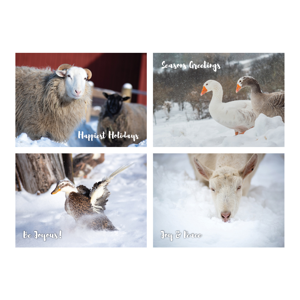 Holiday Cards - 200567 | Farm Sanctuary