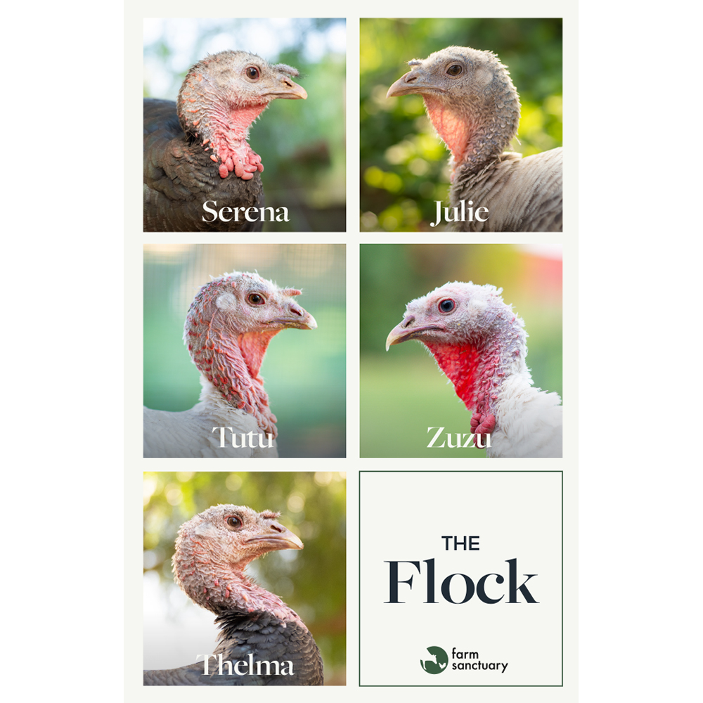 Adopt A Turkey Project | Farm Sanctuary