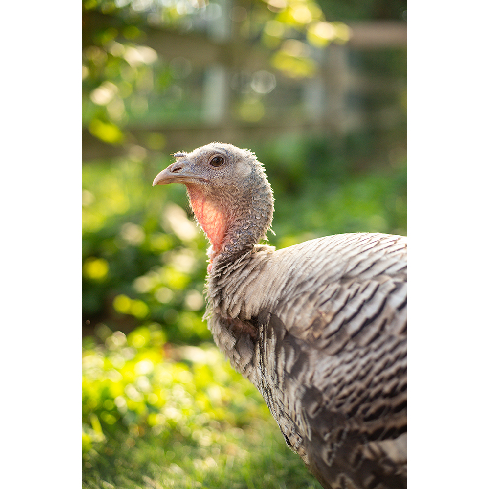 Adopt A Turkey Project | Farm Sanctuary