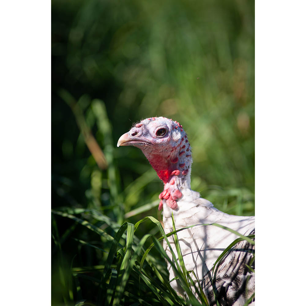 Adopt A Turkey Project | Farm Sanctuary