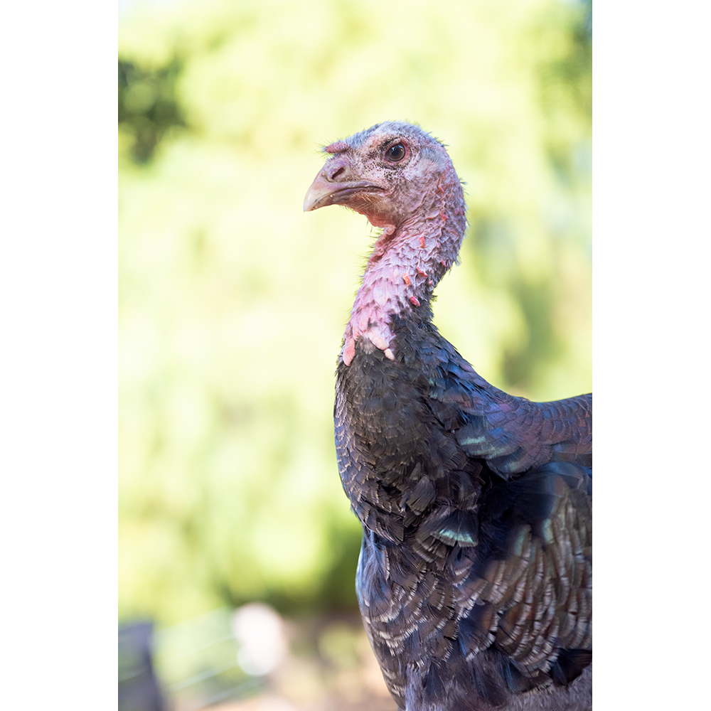 Adopt A Turkey Project | Farm Sanctuary