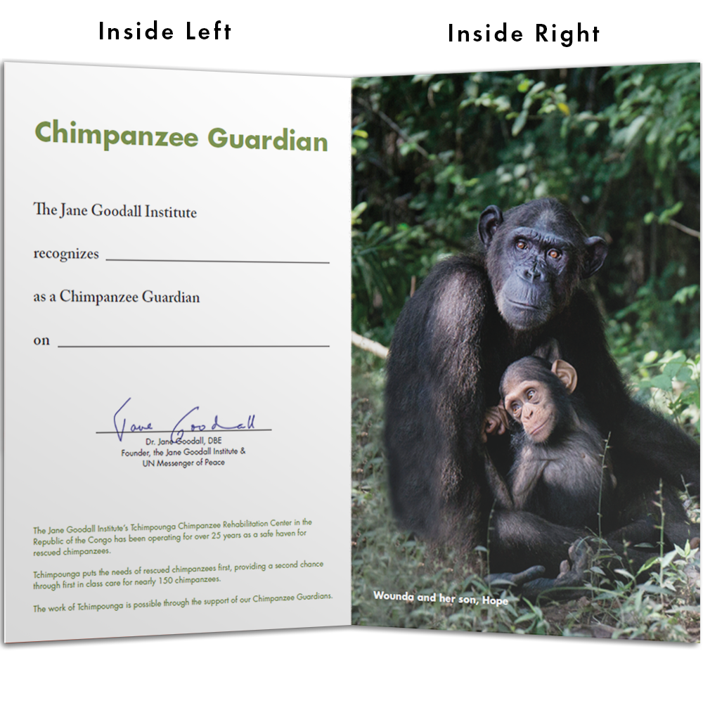 Become a Chimp Guardian for Wounda - #Wounda | the Jane Goodall ...