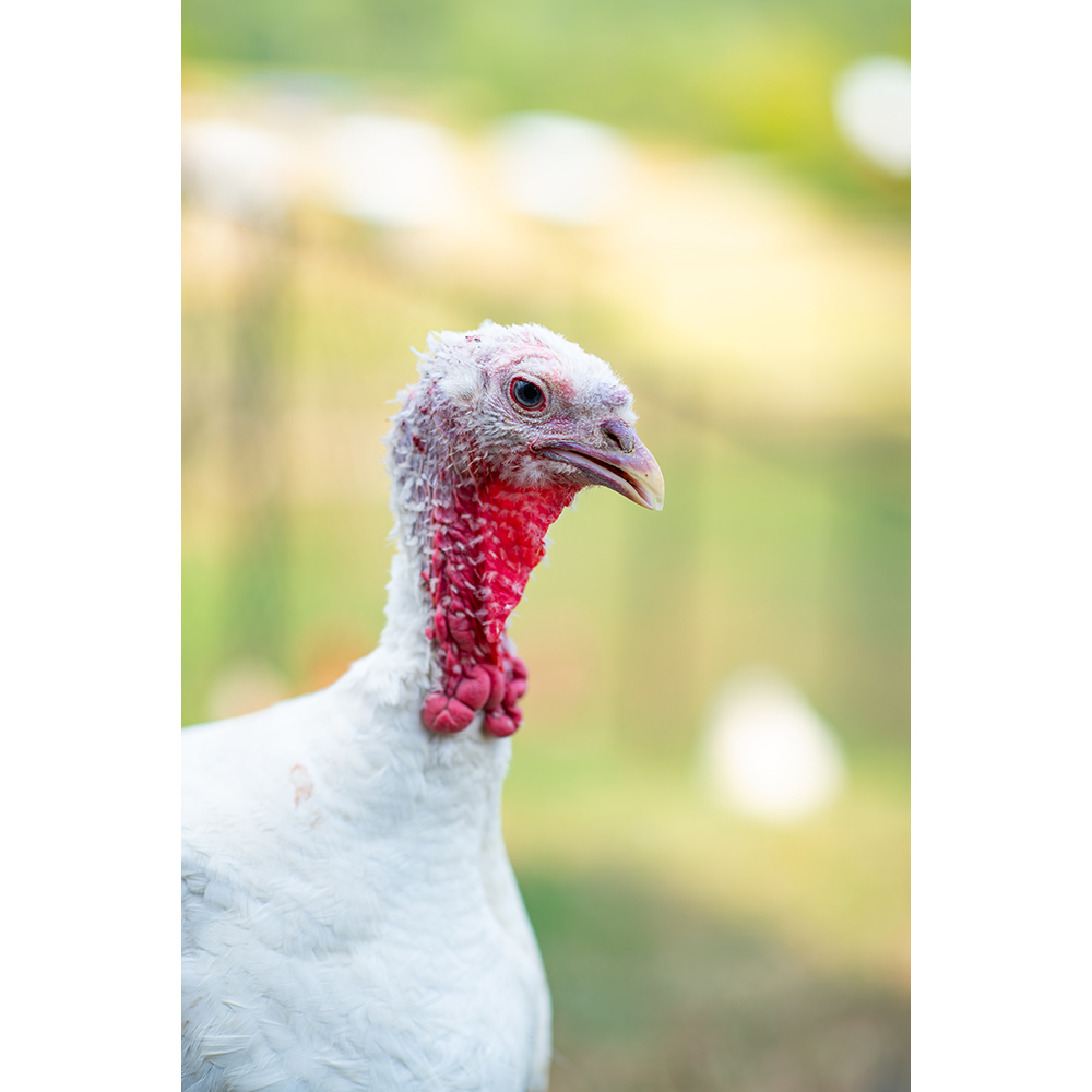 Adopt Zuzu "The Wild Child" - ZUZU | Farm Sanctuary