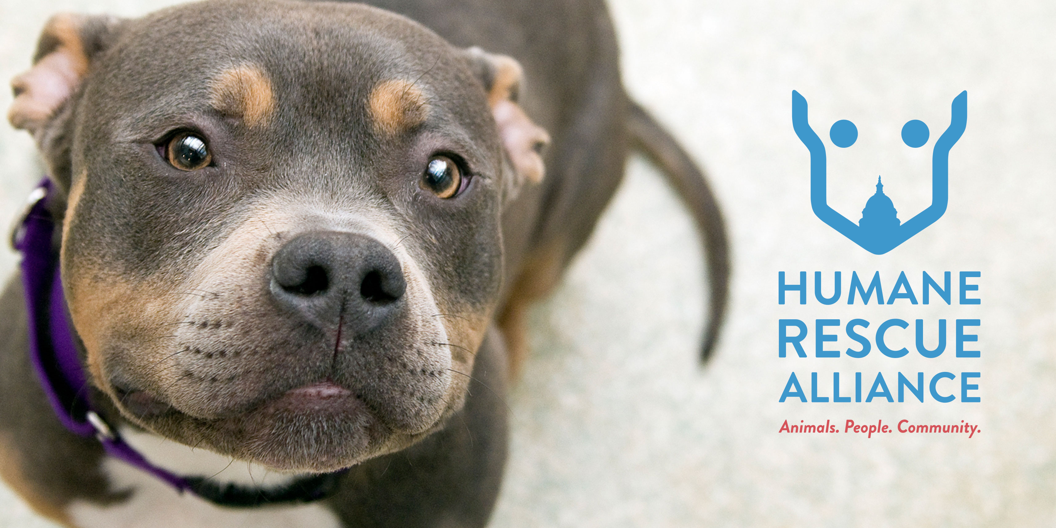 DC_dog_wide_hra.jpg - - Subaru U.S. Media Center