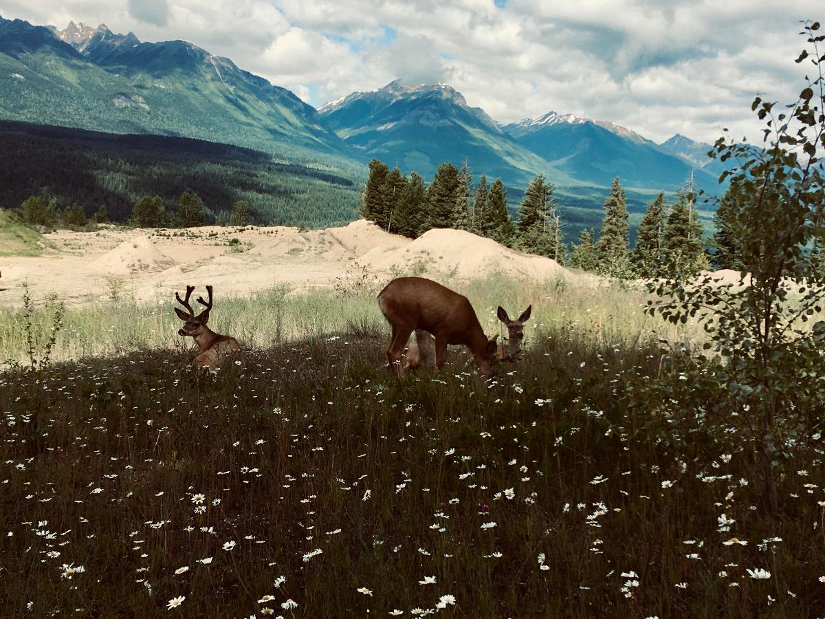 CampLife | Life is better outside