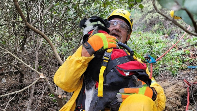 Deaf dog falls 100 feet into ravine, has life saved by five rescuers in ...