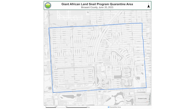 Giant African Land Snail Spotted In Florida Section Of County Under Quarantine Officials Abc