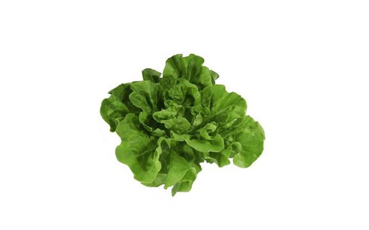 Lechuga Verde Lisa x 180g | Takami