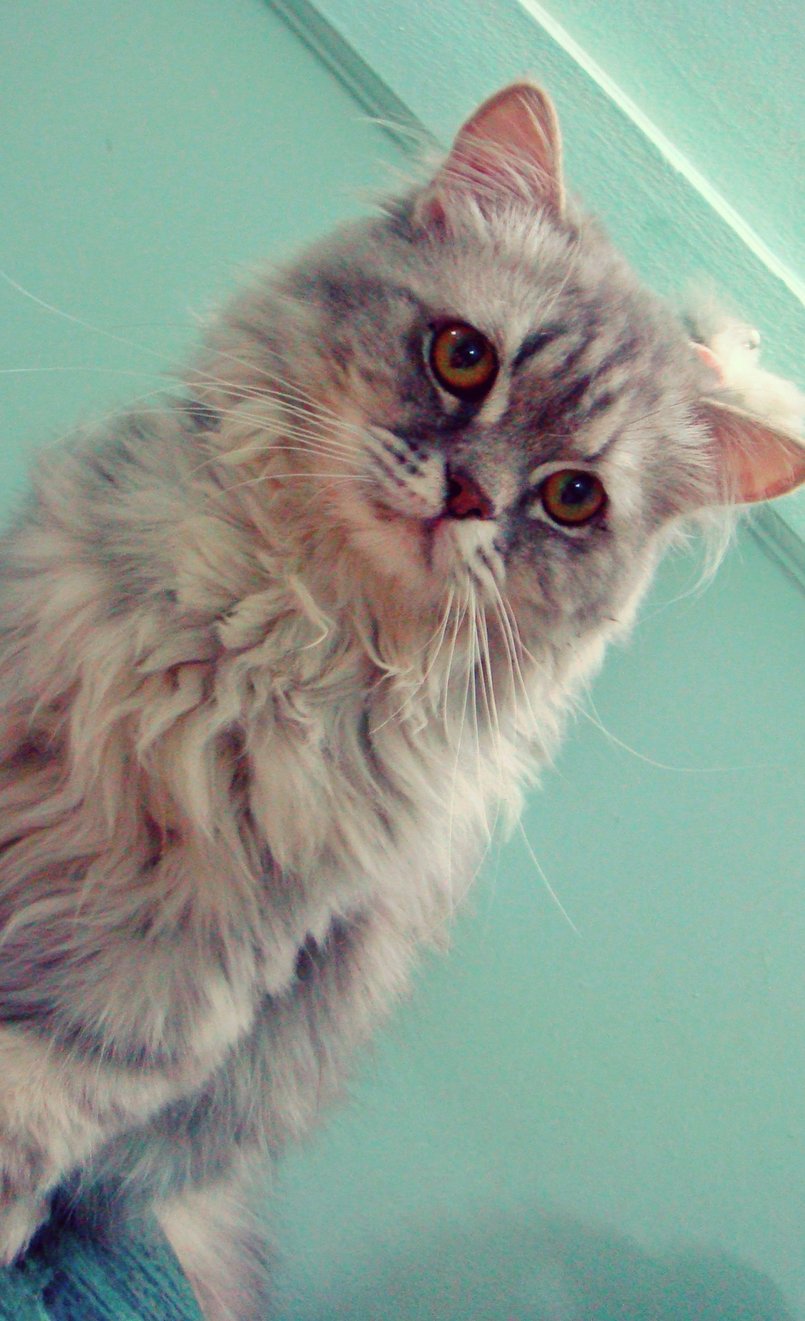 Sultan Cat - By Smr Esawy- 3517_solitary :: Tasmeem ME