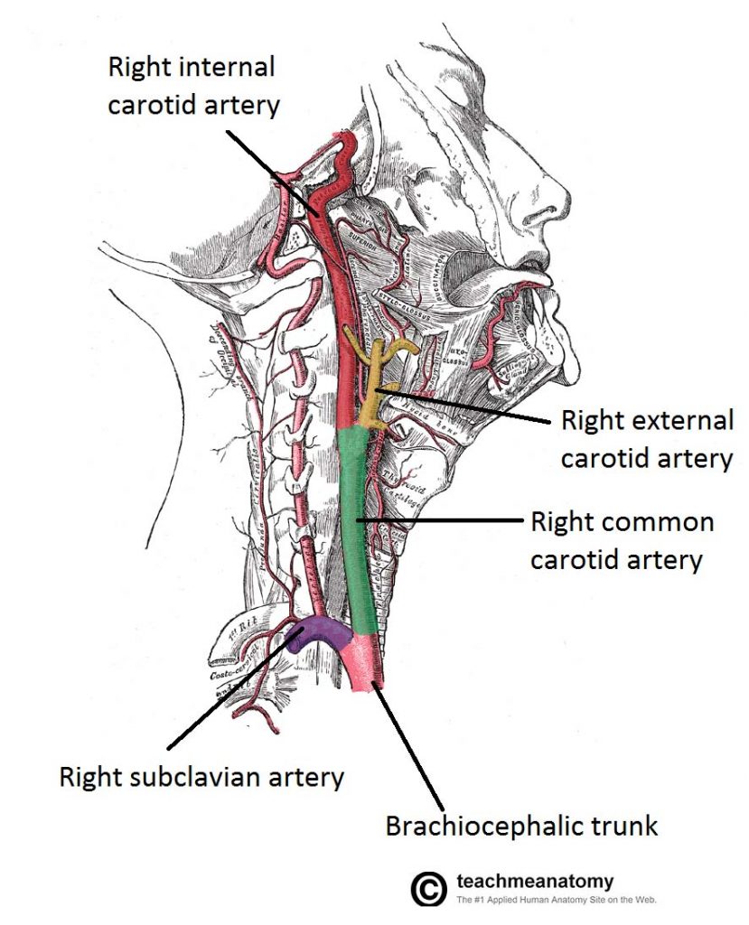 Major Arteries Of The Head And Neck Carotid TeachMeAnatomy Major Arteries Of The Head And Neck Carotid TeachMeAnatomy