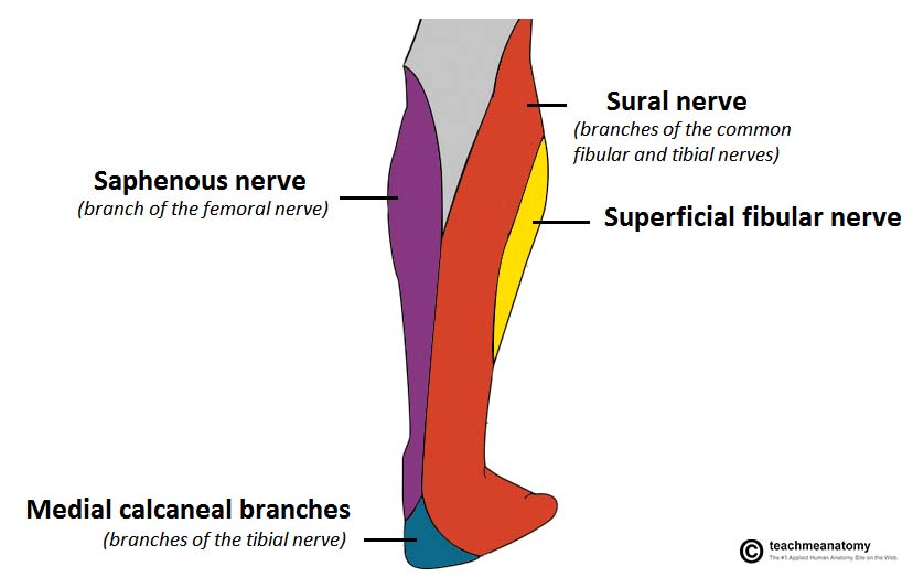 The Tibial Nerve Course Motor Sensory TeachMeAnatomy