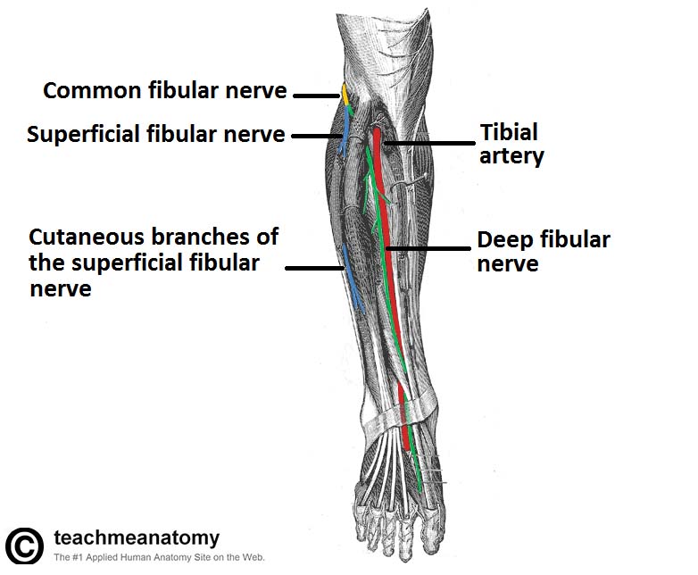 The Common Fibular Nerve Course Motor Sensory TeachMeAnatomy The Common Fibular Nerve Course Motor Sensory TeachMeAnatomy
