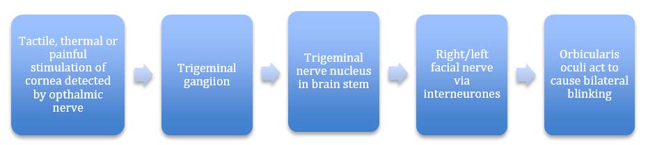 The Trigeminal Nerve (CN V) - Course - Divisions - TeachMeAnatomy
